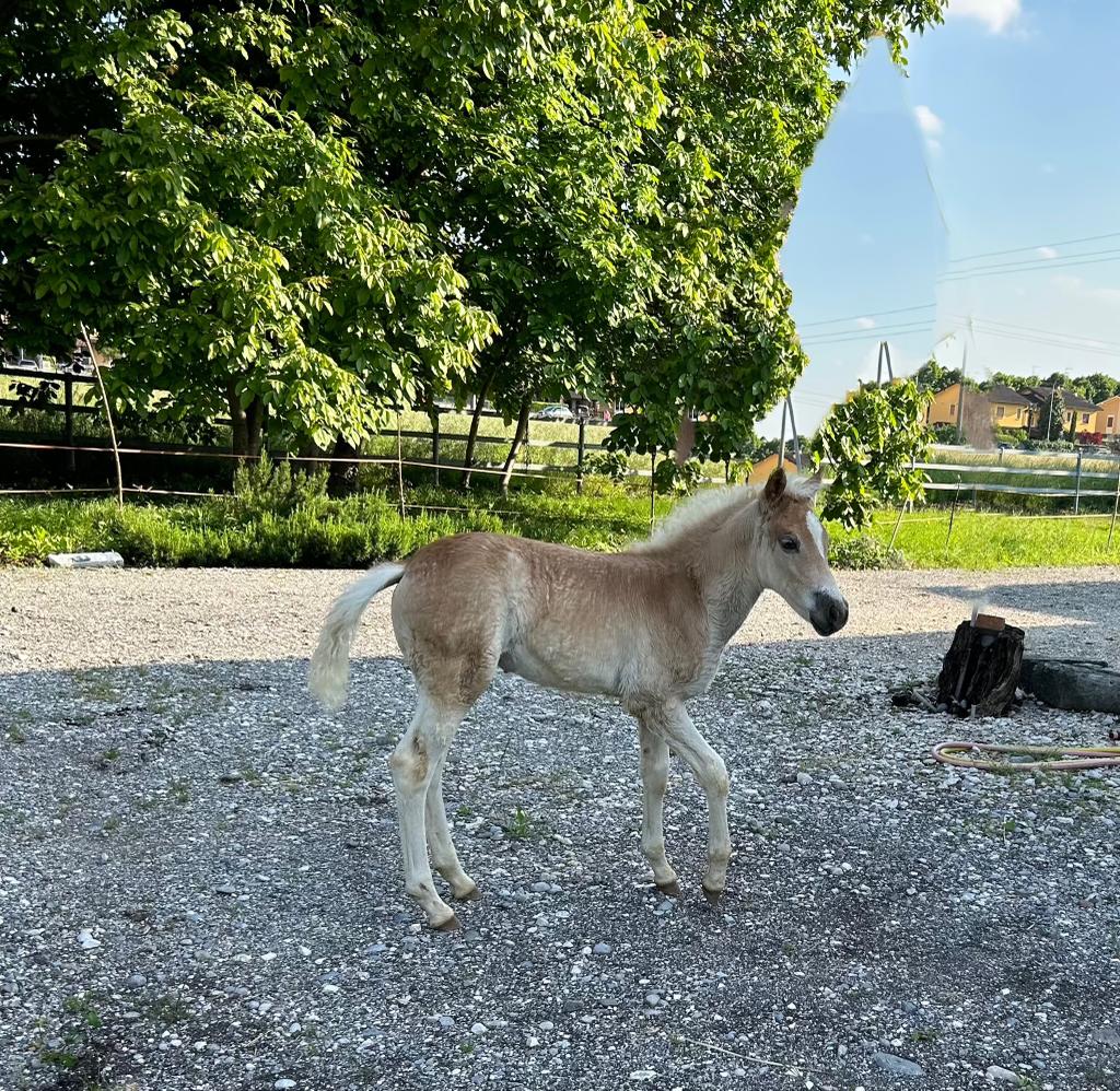 Puledri - Fohlen - Foal 2023 Haflinger - Haflinger Italia